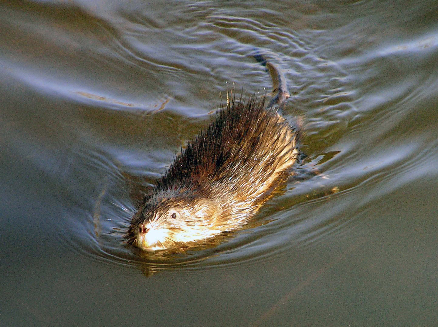 Comment se débarrasser des rats musqués : Guide Complet