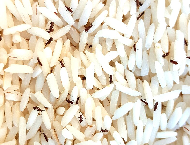 Rice Weevil - Lexicon | ExterminaPro