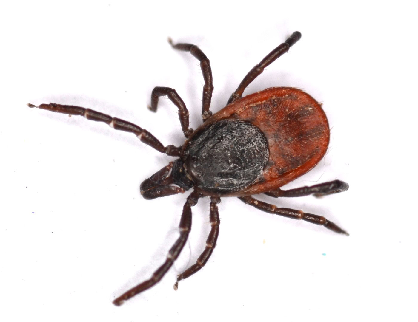 Blacklegged Tick - Lexicon | Exterminapro