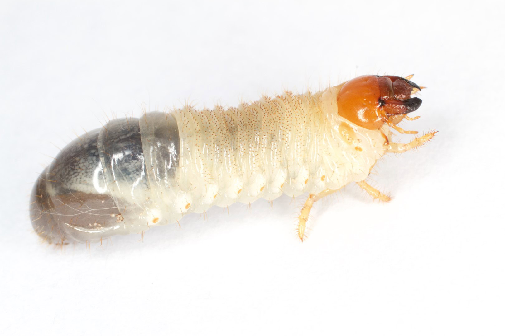 Vers blanc : traitement pour la maison et le gazon | Exterminapro