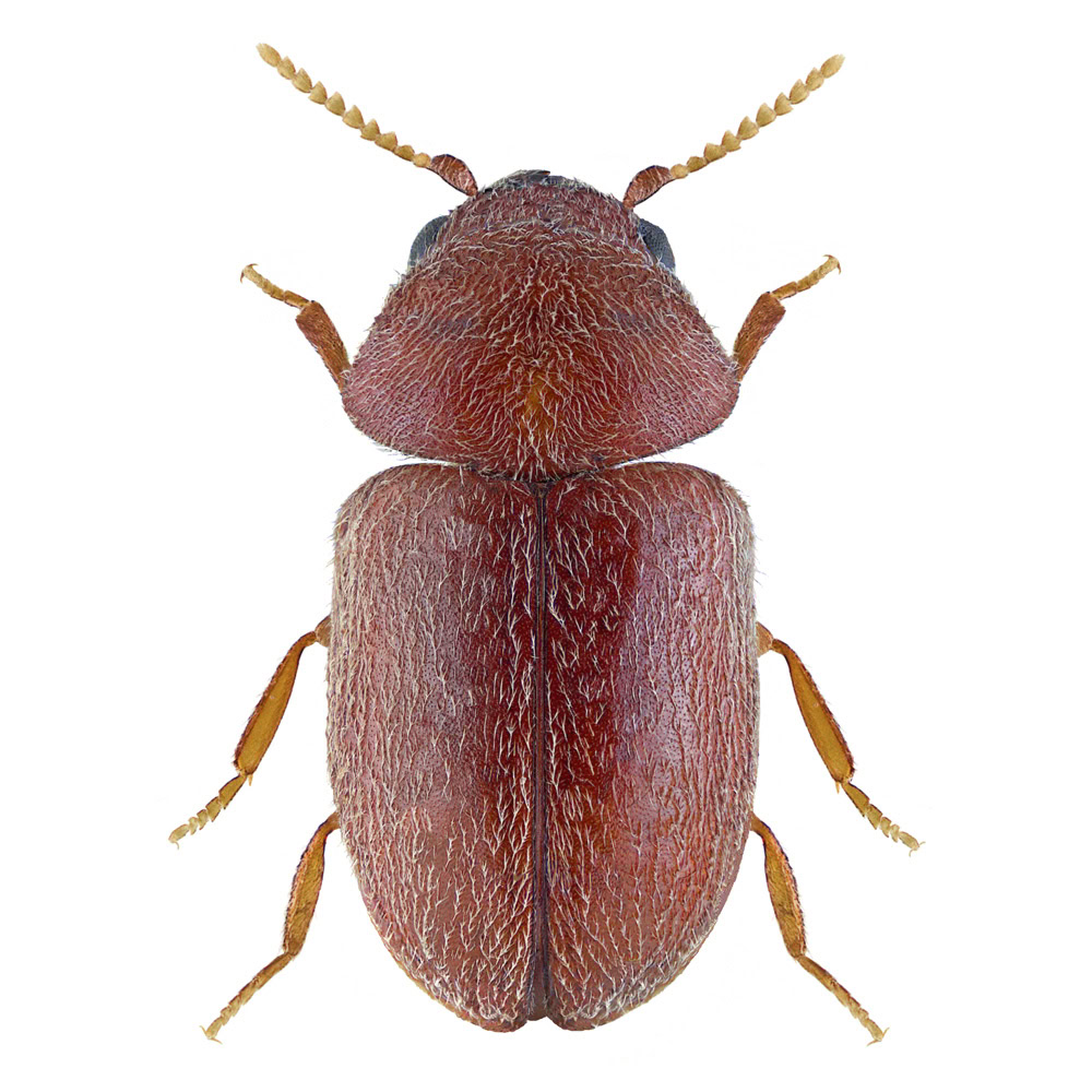 Tobacco Beetle - Lexicon | ExterminaPro