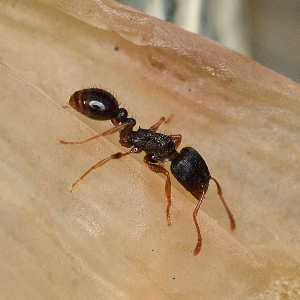 Exterminateurs à Montréal | ExterminaPro