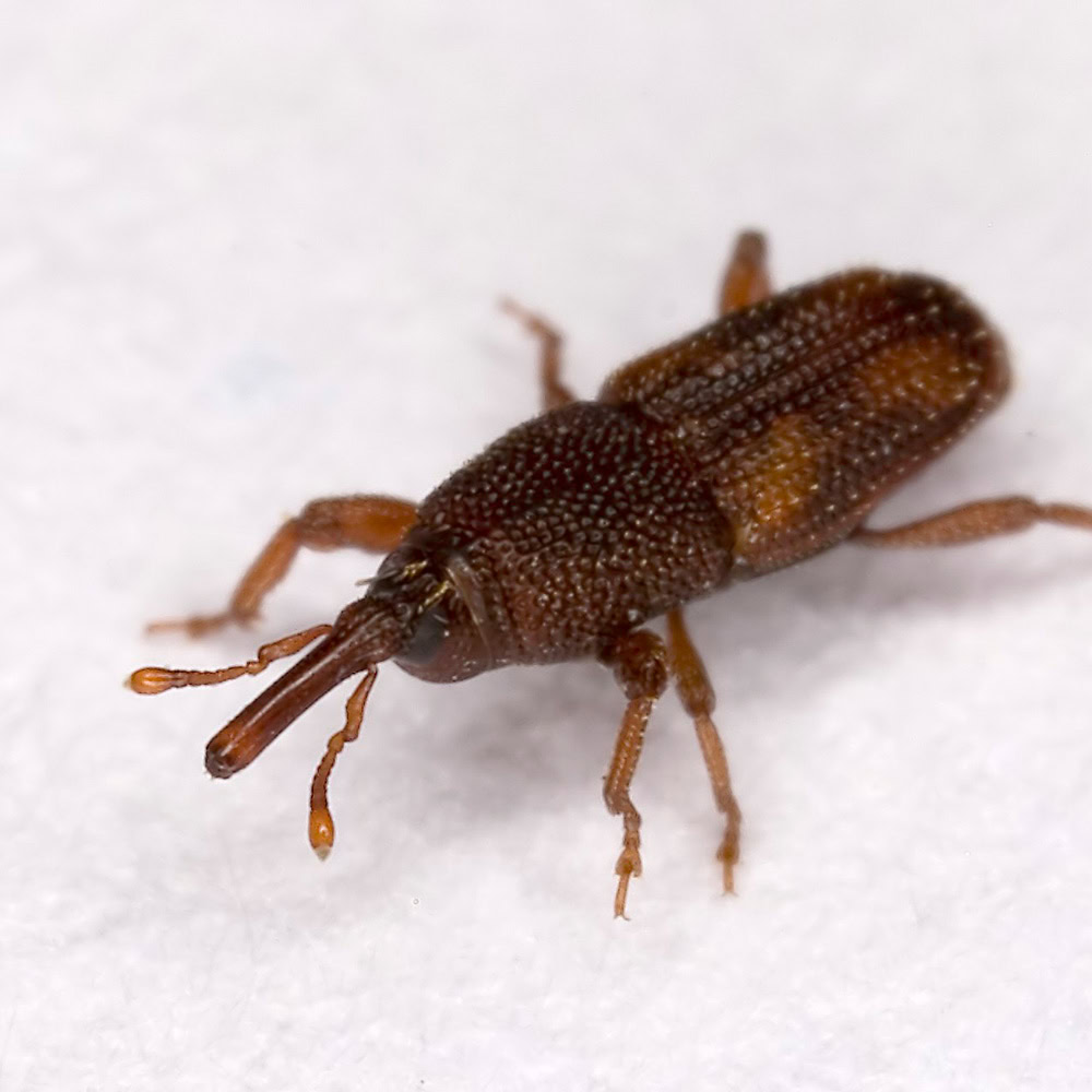Rice Weevil - Lexicon | ExterminaPro