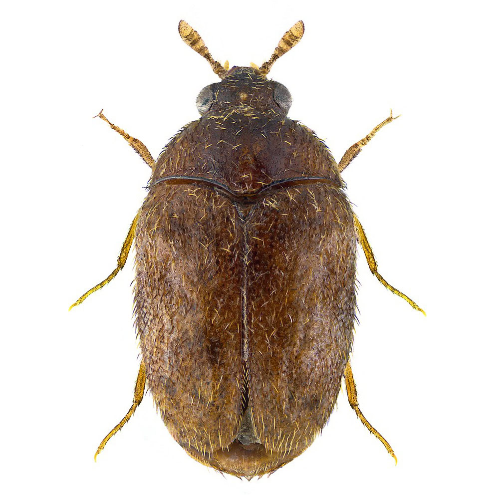 Warehouse Beetle - Lexicon | ExterminaPro