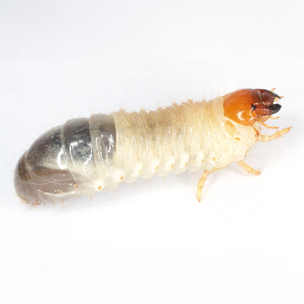 Vers blanc : traitement pour la maison et le gazon | Exterminapro